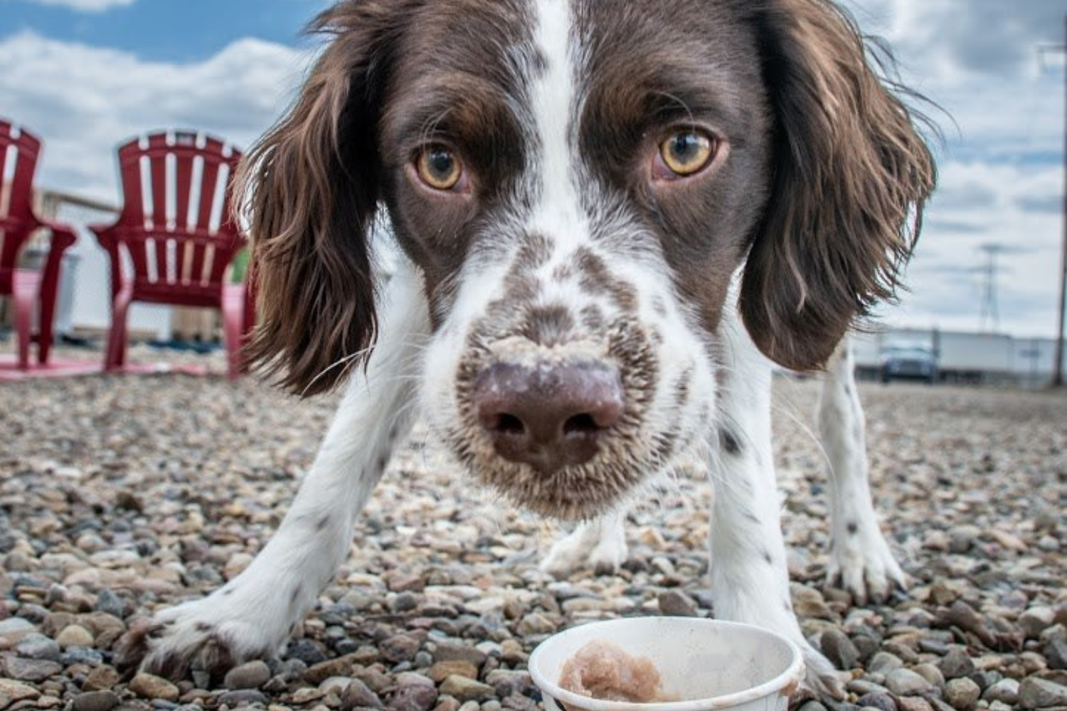 True North K9 Compound - TRUE NORTH K9 COMPOUND