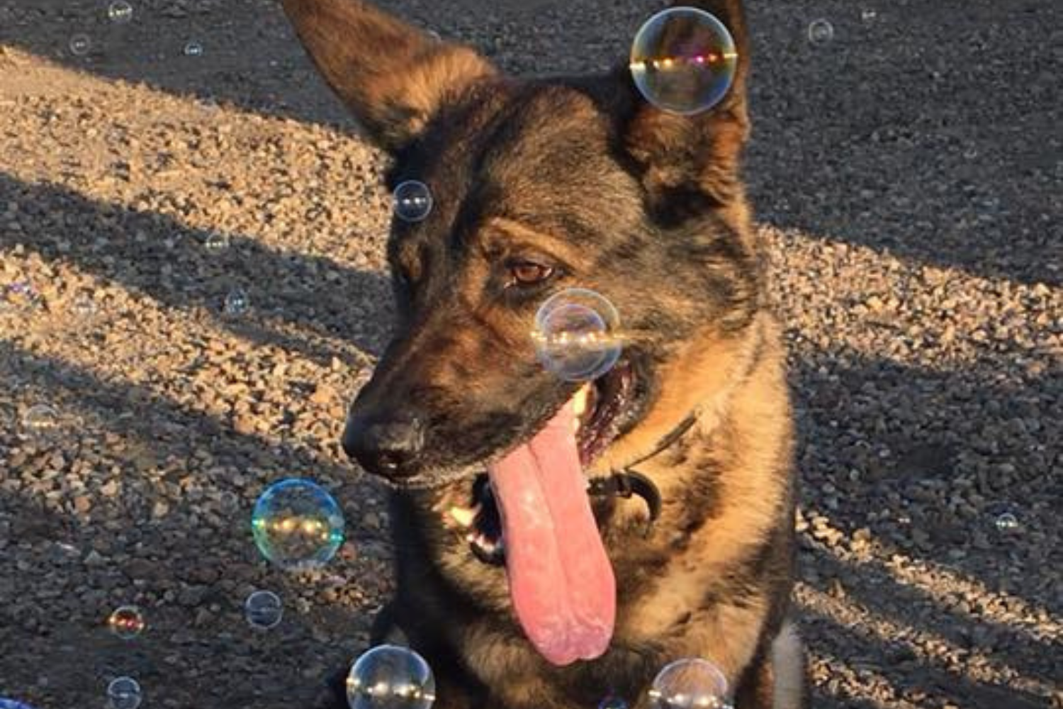 True North K9 Compound - TRUE NORTH K9 COMPOUND